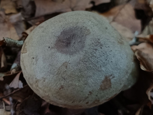 Beech Milkcap - Wild Food UK
