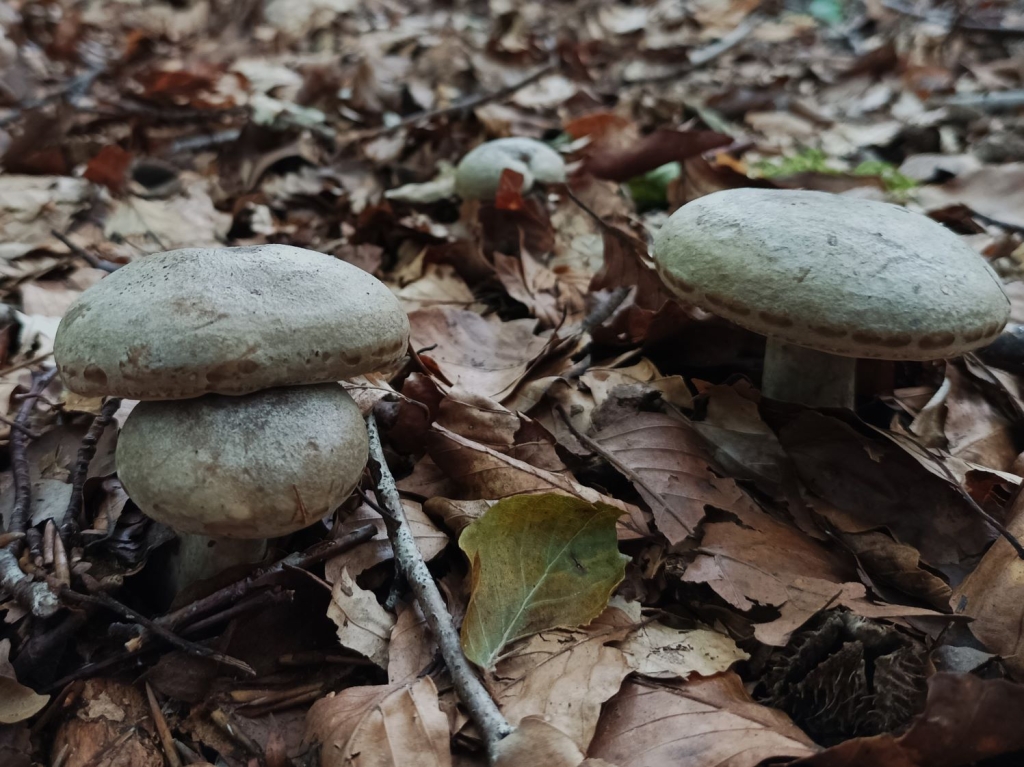 Beech Milkcap - Wild Food UK