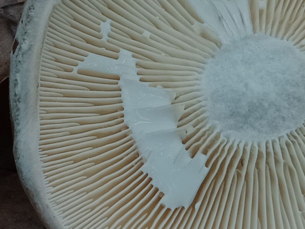 Beech Milkcap - Wild Food UK