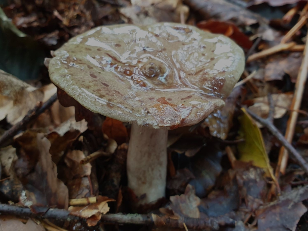 Beech Milkcap - Wild Food UK