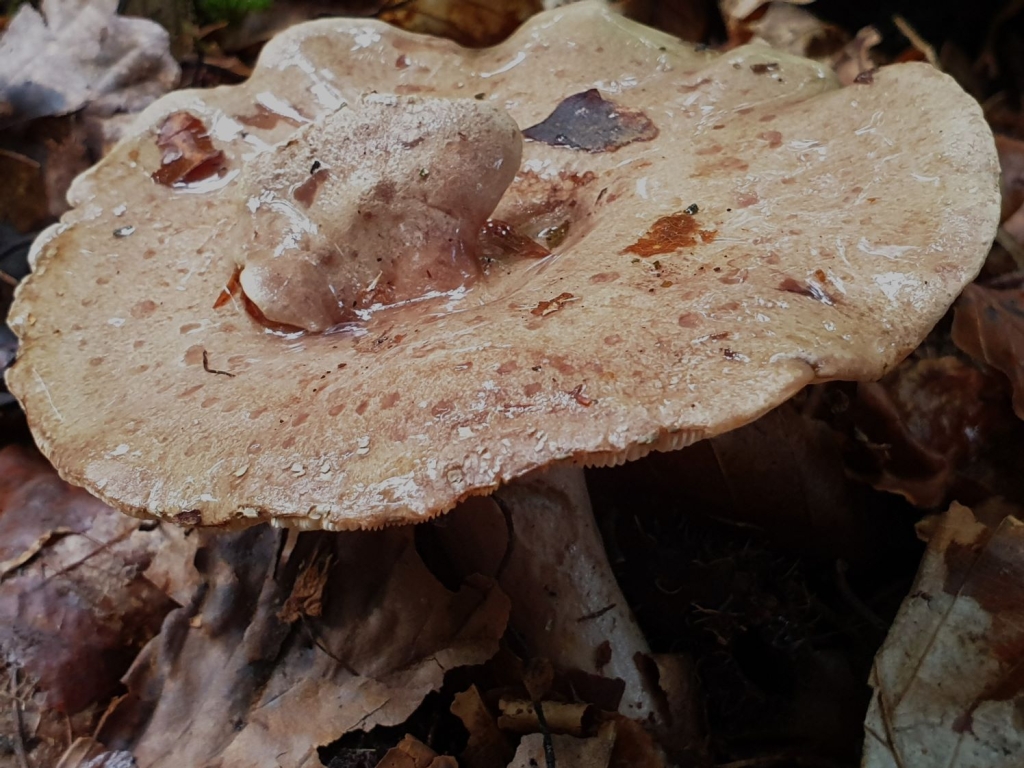 Beech Milkcap - Wild Food UK
