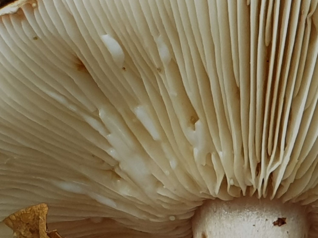 Beech Milkcap - Wild Food UK