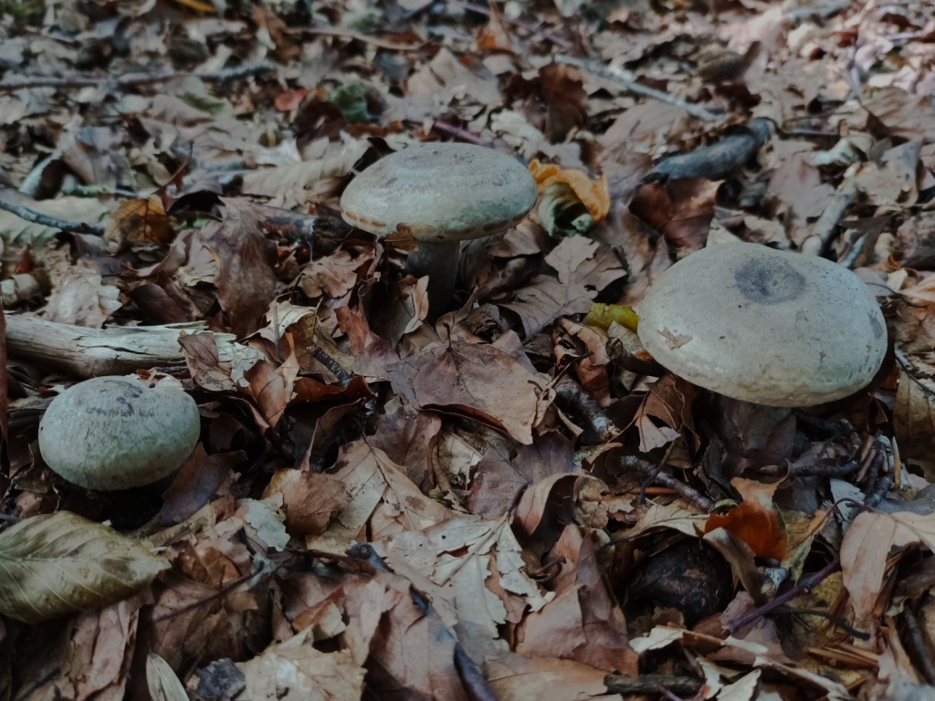 Beech Milkcap - Wild Food UK