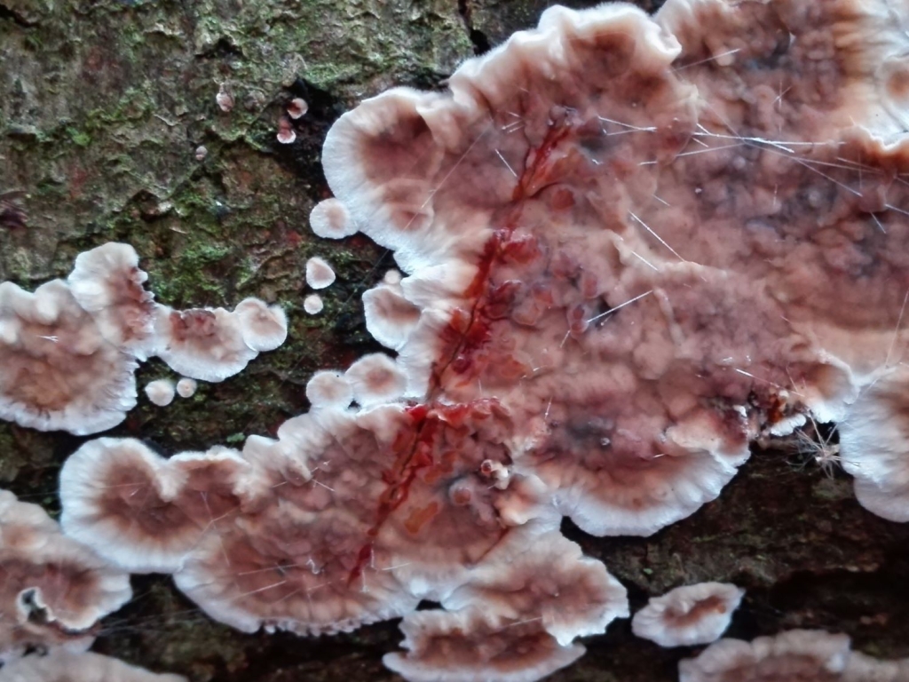 Bleeding Oak Crust - Wild Food UK