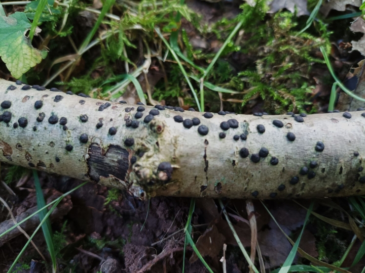Hazel Woodwart - Wild Food UK