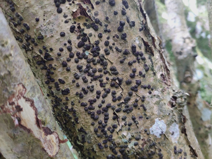 Hazel Woodwart - Wild Food UK