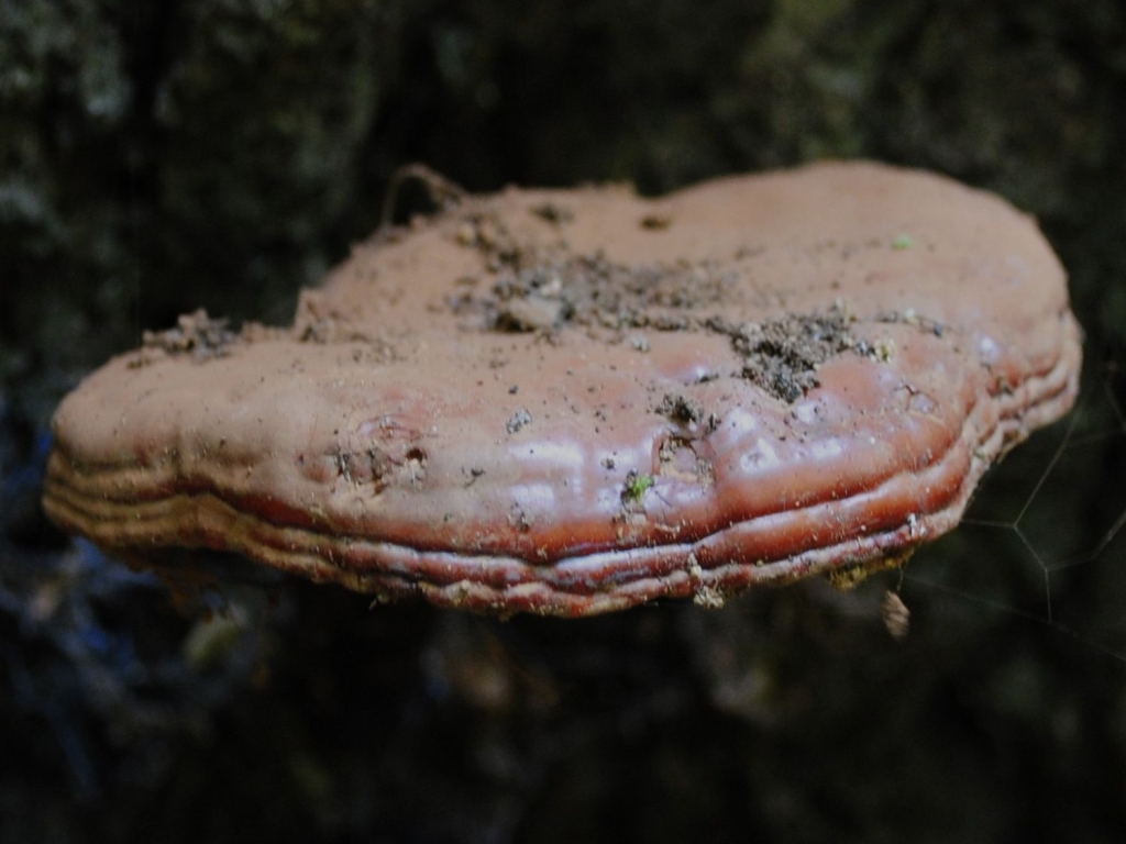 Lacquered Bracket - Wild Food UK