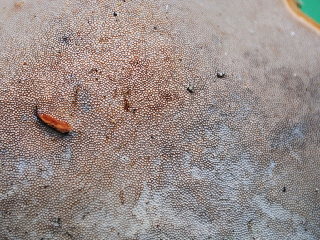 Lacquered Bracket - Wild Food UK