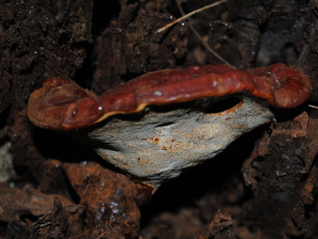 Lacquered Bracket - Wild Food UK
