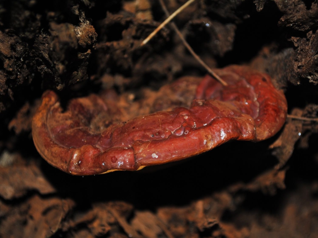 Lacquered Bracket - Wild Food UK