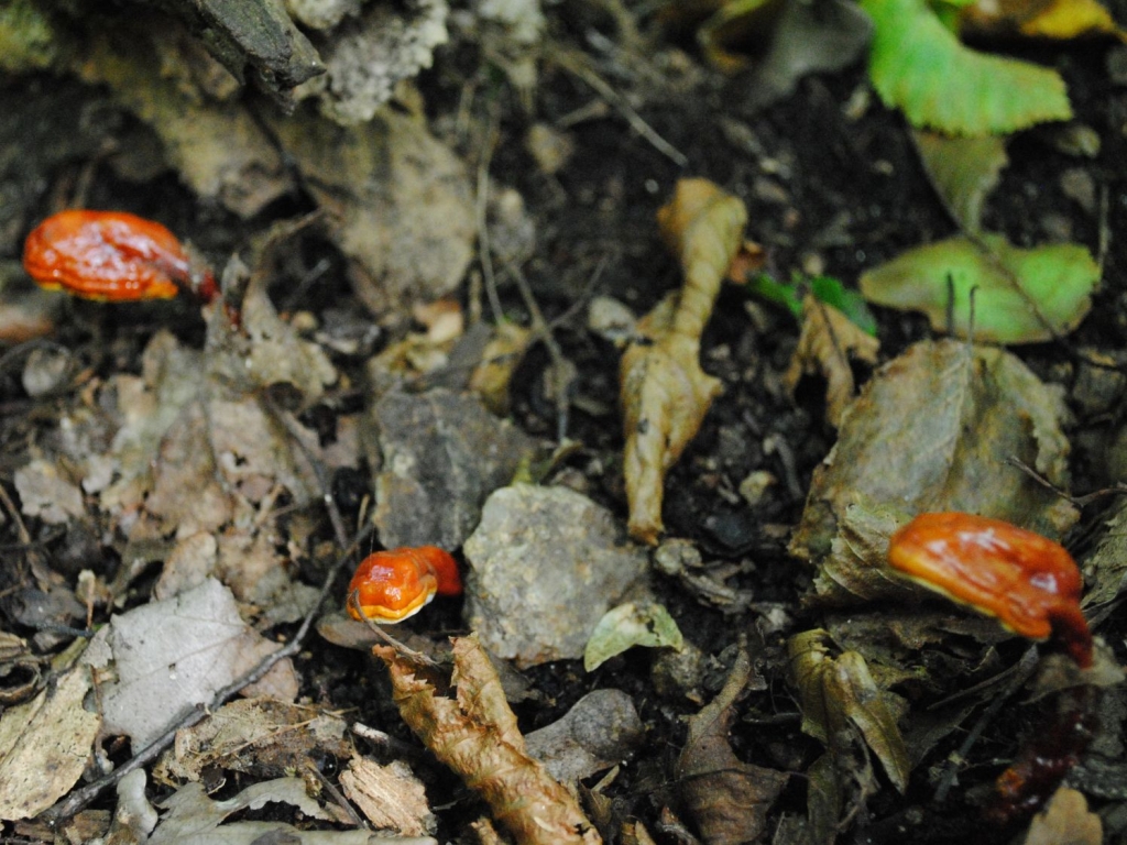 Lacquered Bracket - Wild Food UK