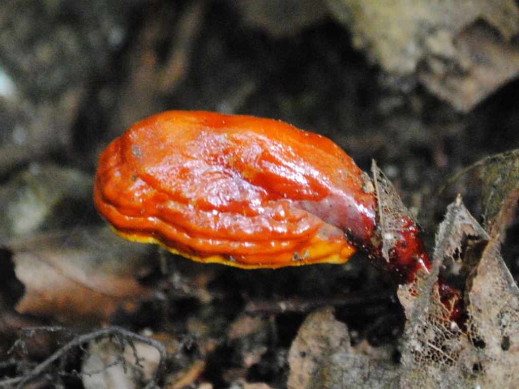 Lacquered Bracket - Wild Food UK