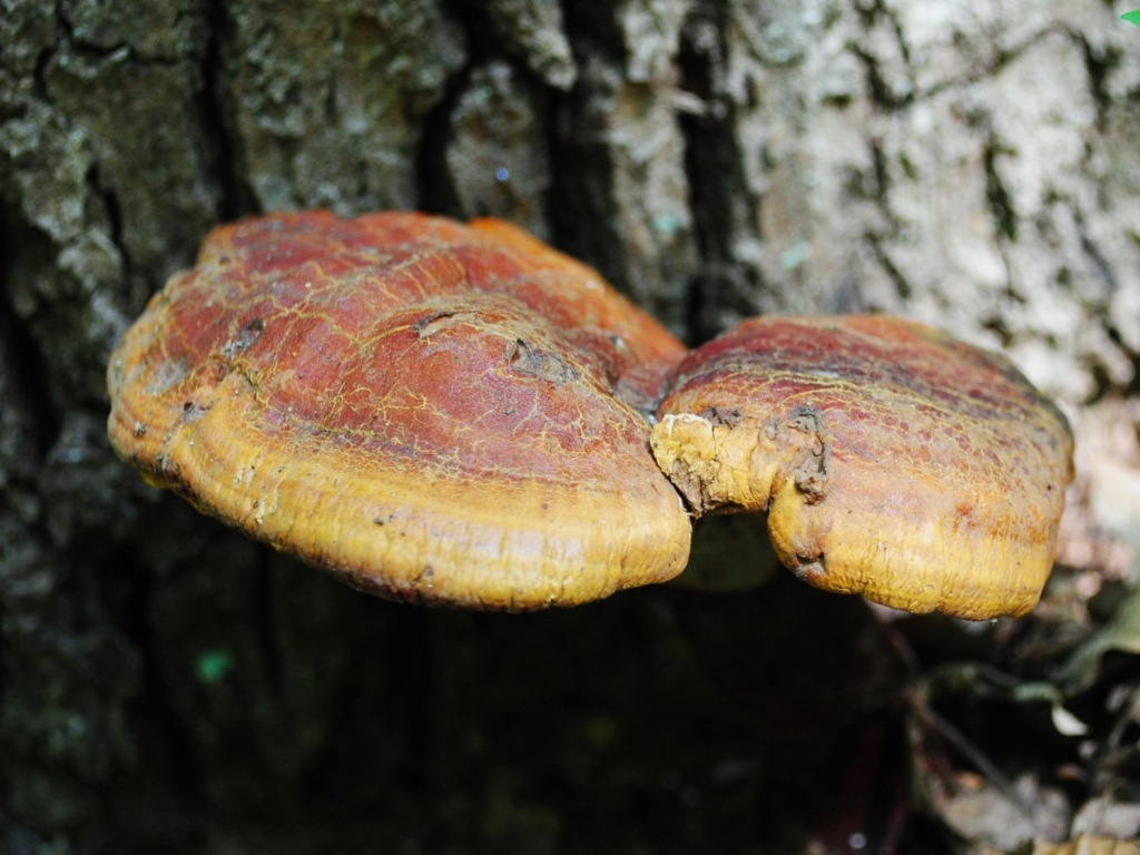Lacquered Bracket - Wild Food UK