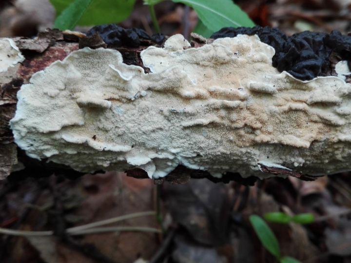 Netted Crust - Wild Food UK