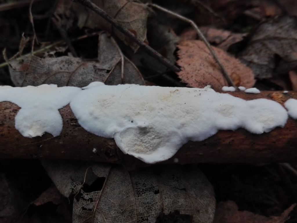 Netted Crust - Wild Food UK