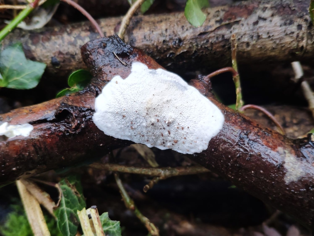 Netted Crust - Wild Food UK