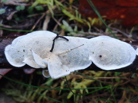 Netted Crust - Wild Food UK