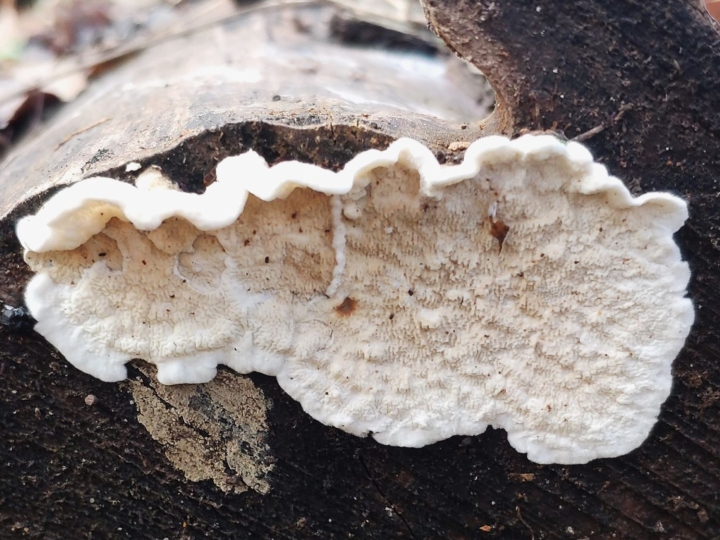 Netted Crust - Wild Food UK