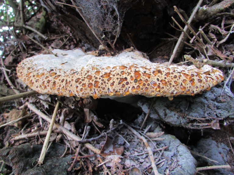 Oak Bracket - Wild Food UK