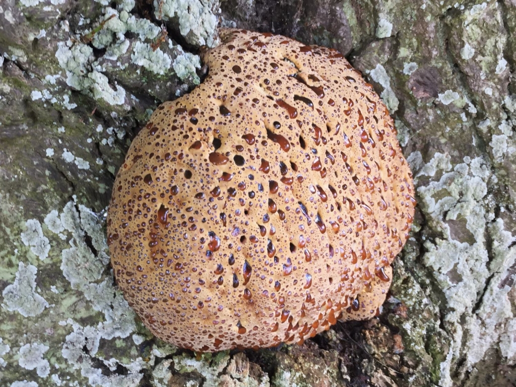 Oak Bracket - Wild Food UK