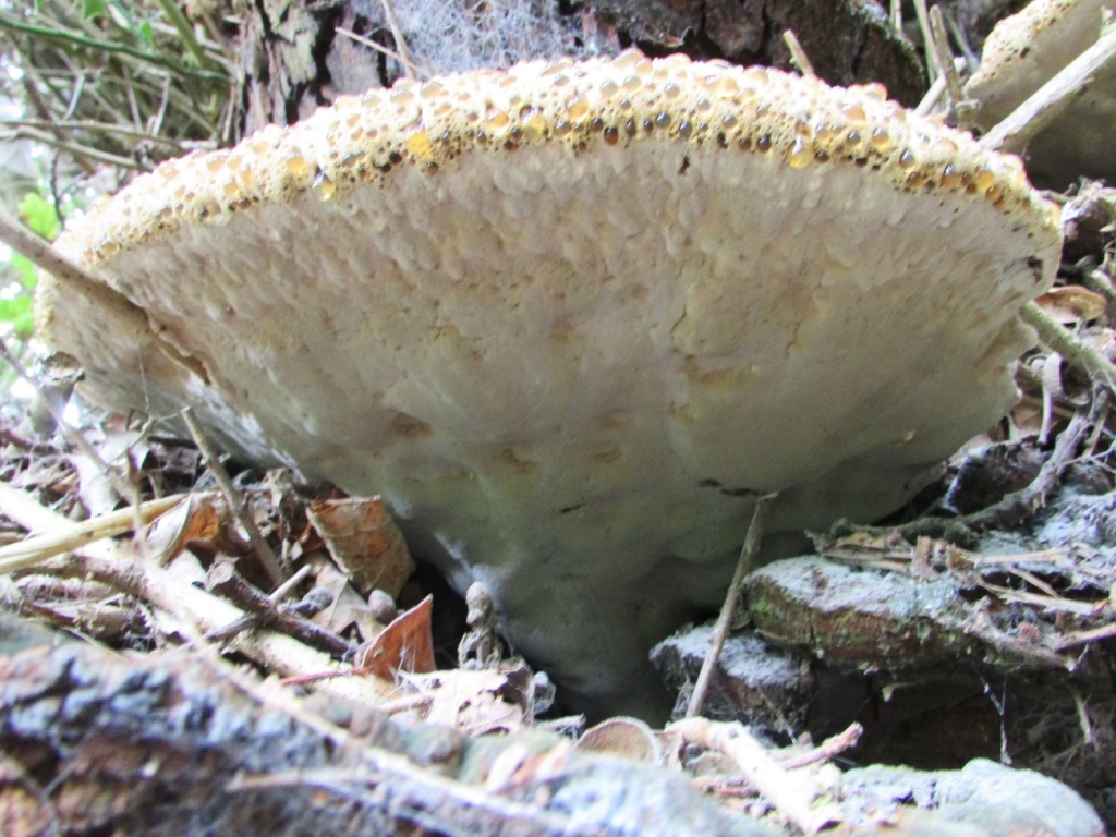 Oak Bracket - Wild Food UK