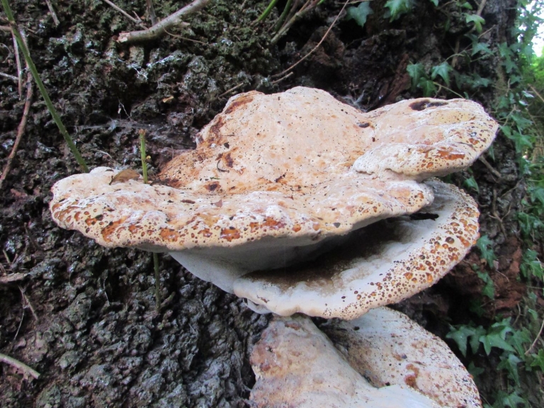 Oak Bracket - Wild Food UK