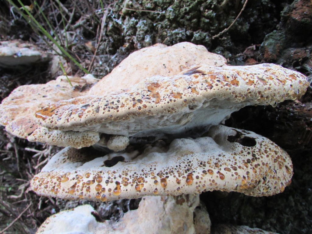 Oak Bracket - Wild Food UK