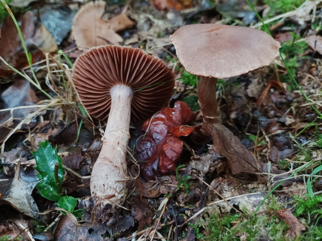 Stocking Webcap - Wild Food UK