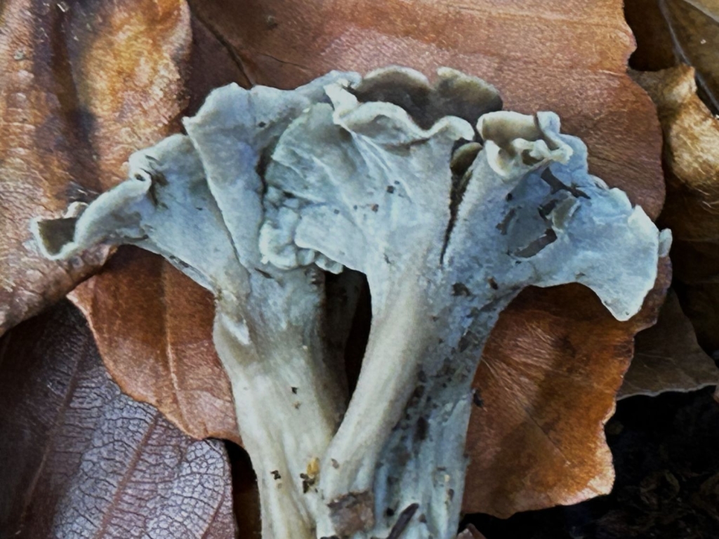 Sinuous Chanterelle - Wild Food UK