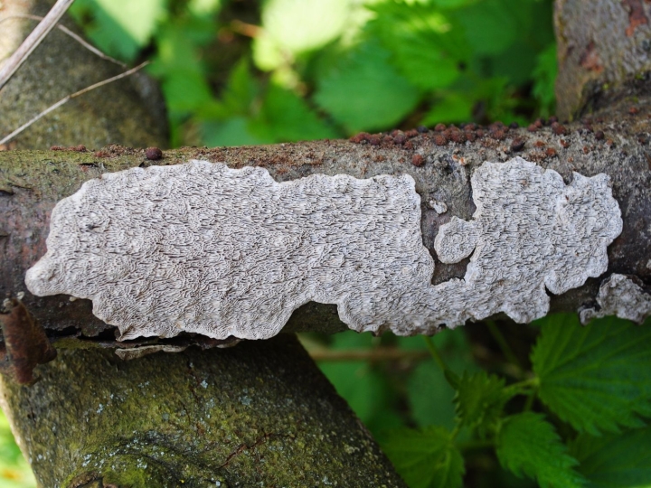 Common Mazegill - Wild Food UK