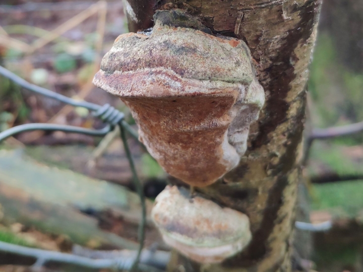 Cushion Bracket - Wild Food UK
