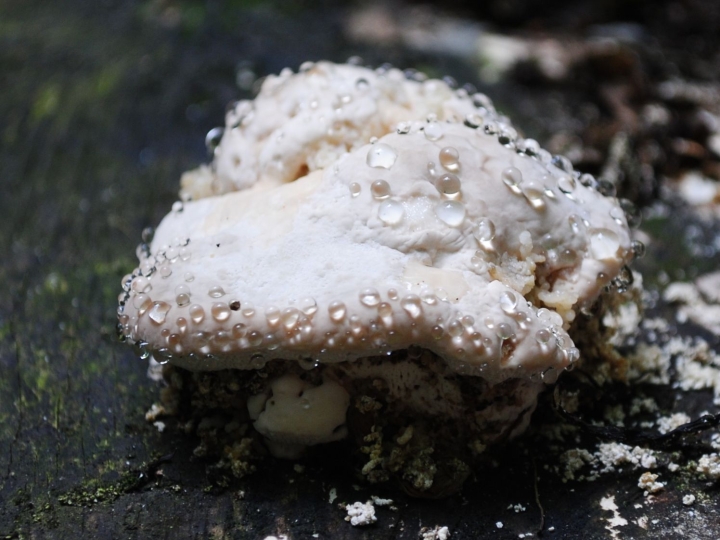 Lumpy Bracket - Wild Food UK