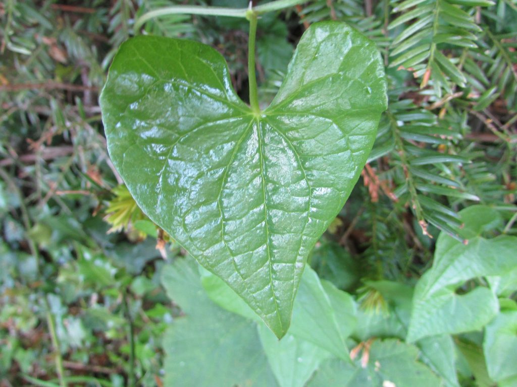 Black Bryony - Wild Food UK