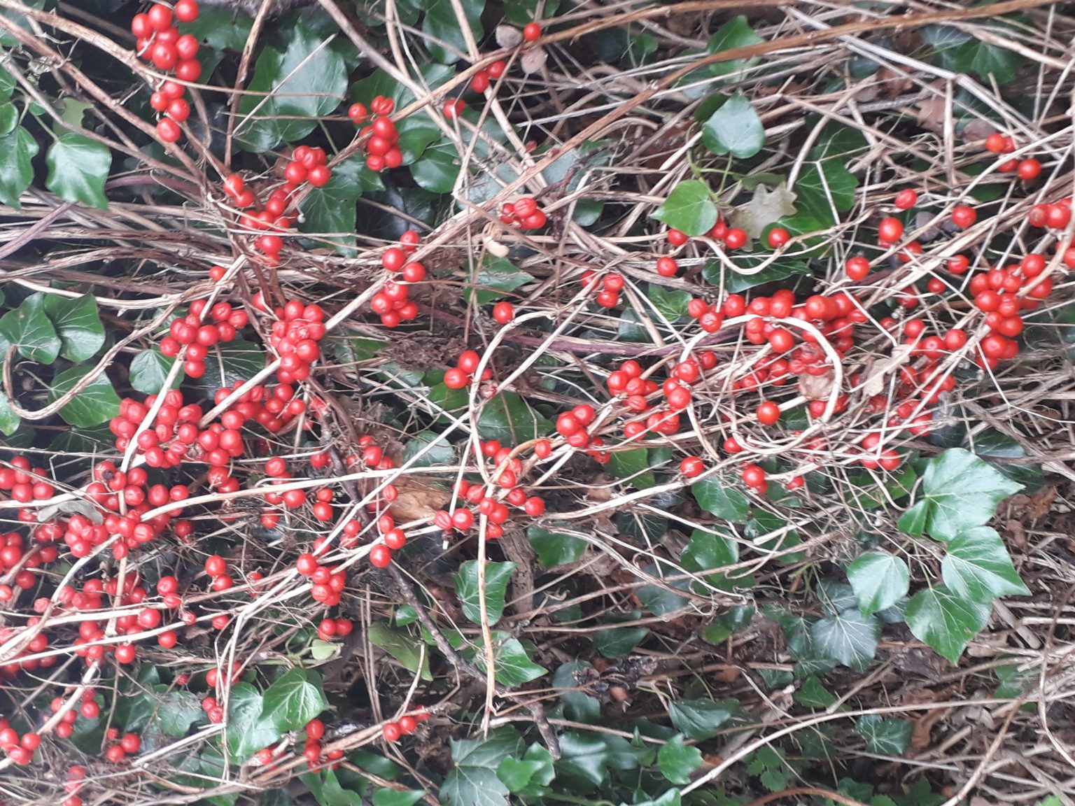 Black Bryony - Wild Food UK