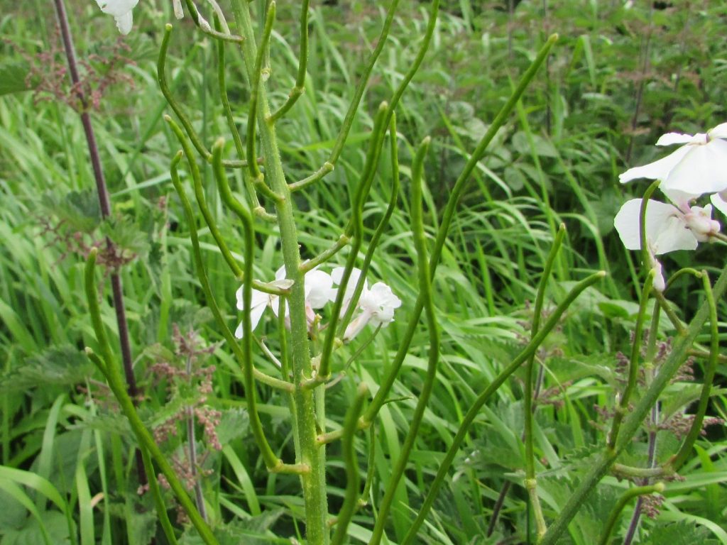 Lady’s Rocket - Wild Food UK