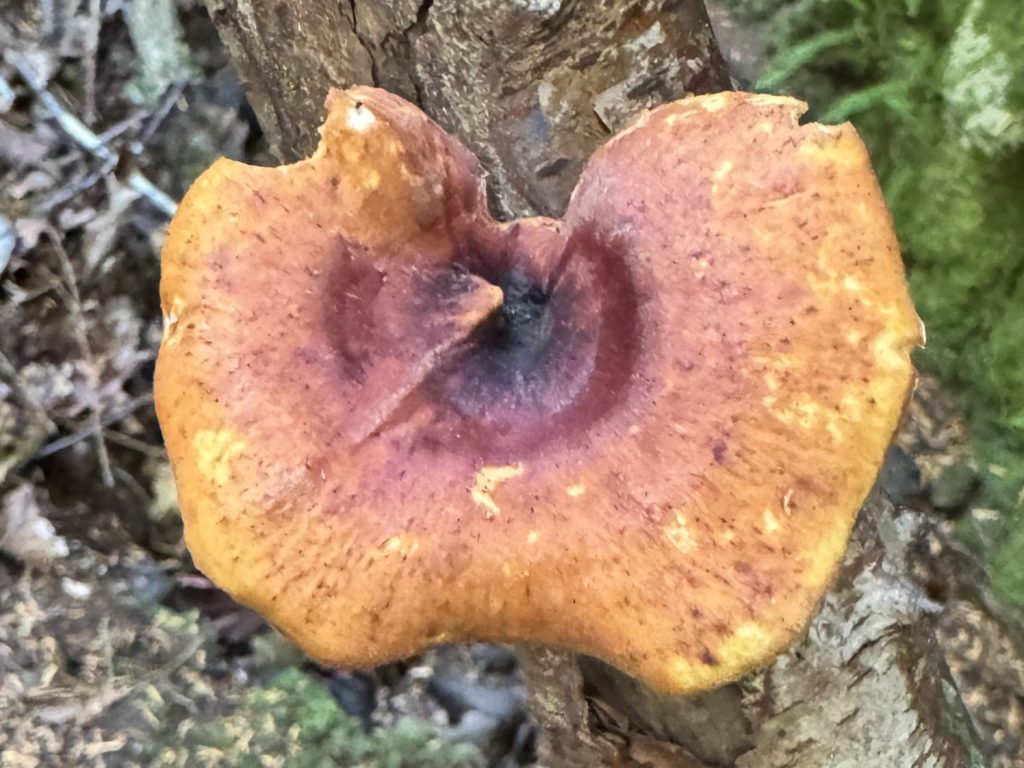 Bay Polypore - Wild Food UK