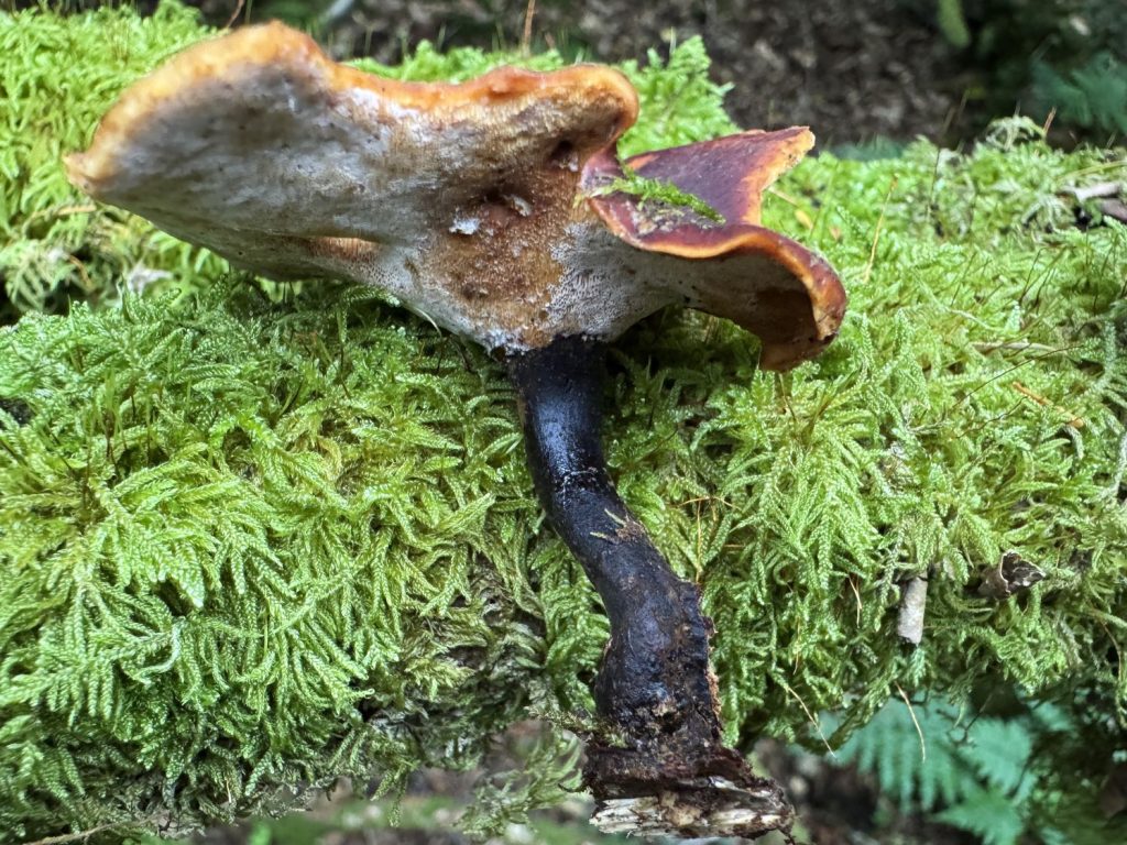 Bay Polypore - Wild Food UK