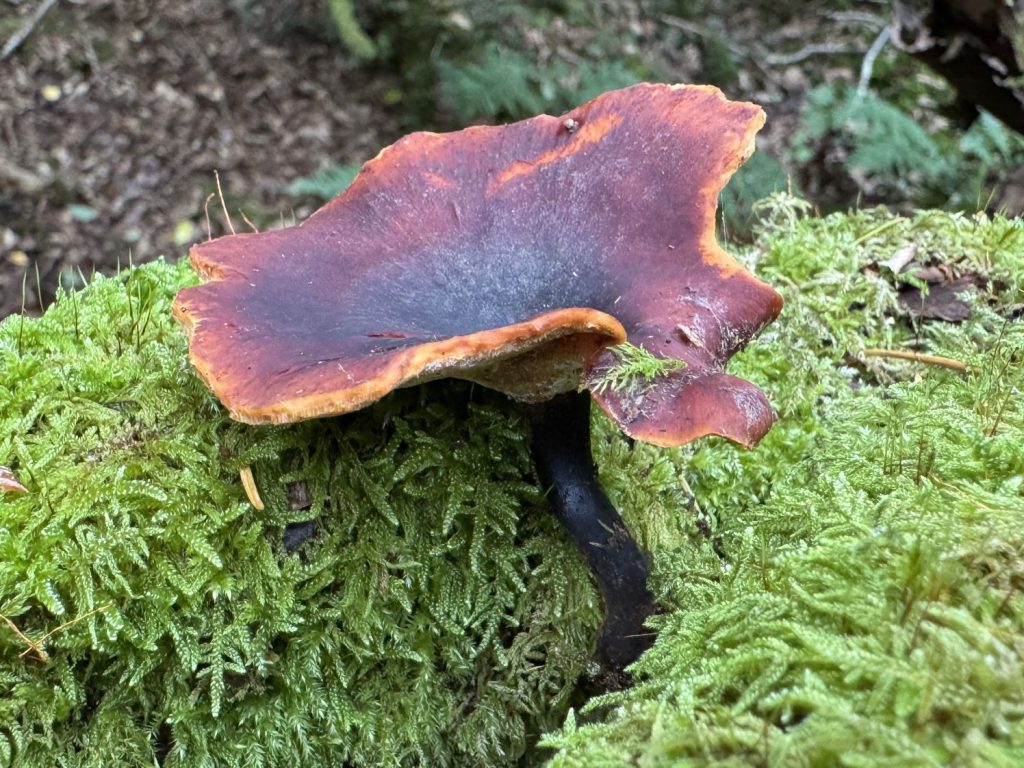 Bay Polypore - Wild Food UK