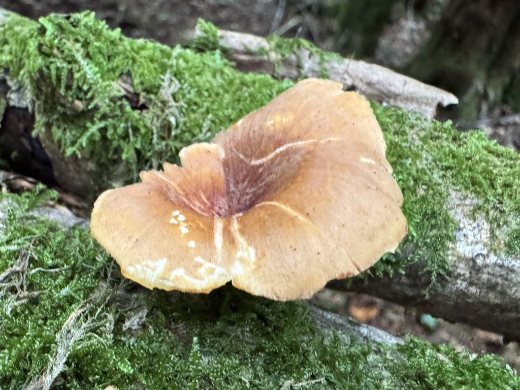 Bay Polypore - Wild Food UK