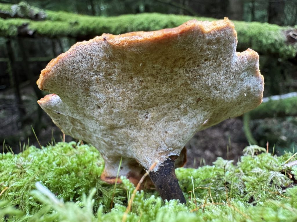 Bay Polypore - Wild Food UK