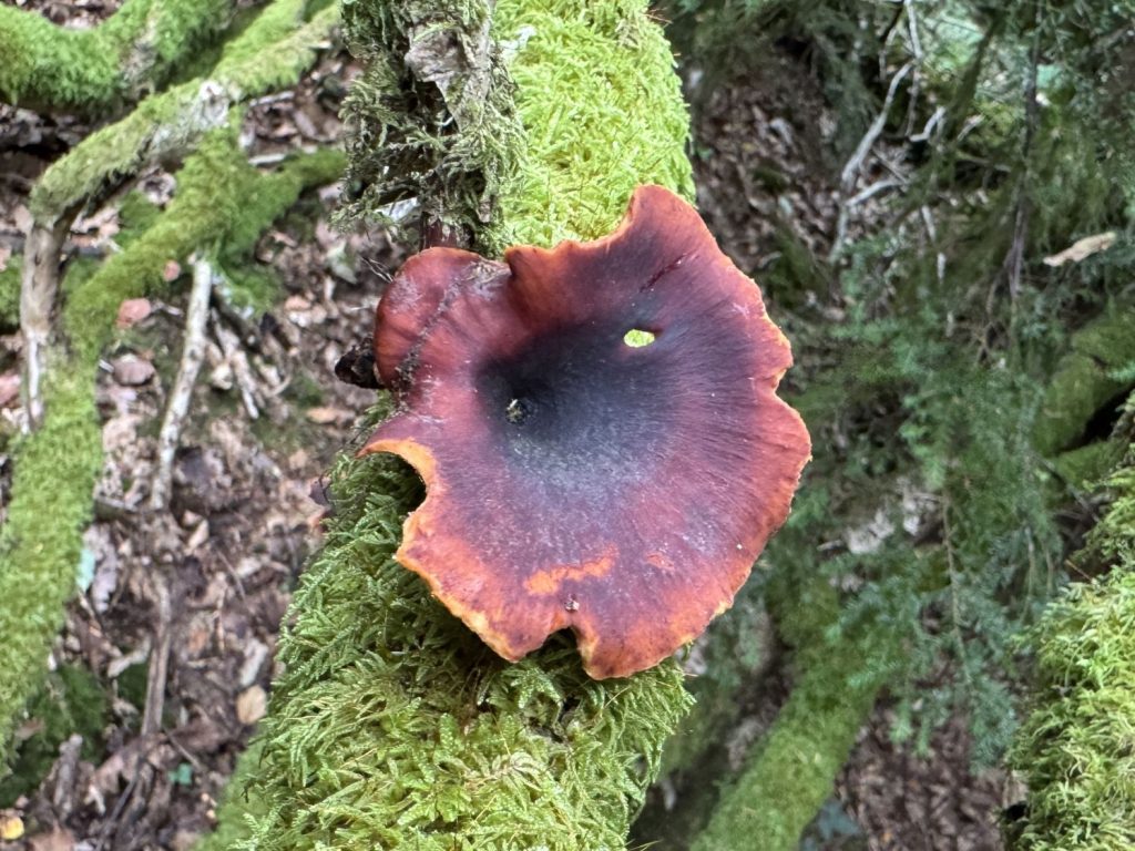 Bay Polypore - Wild Food UK