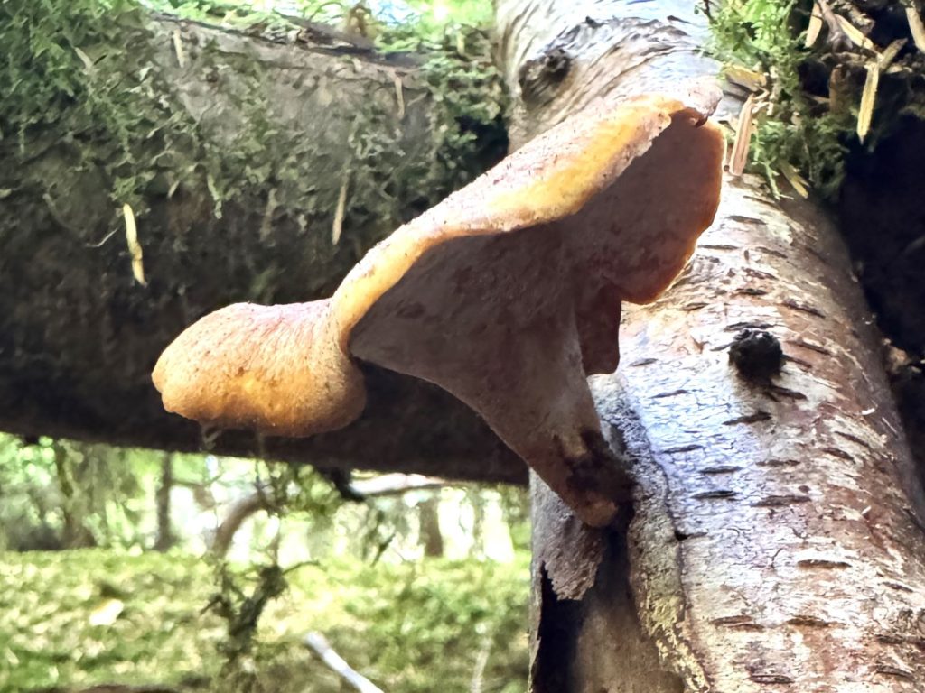 Bay Polypore - Wild Food UK