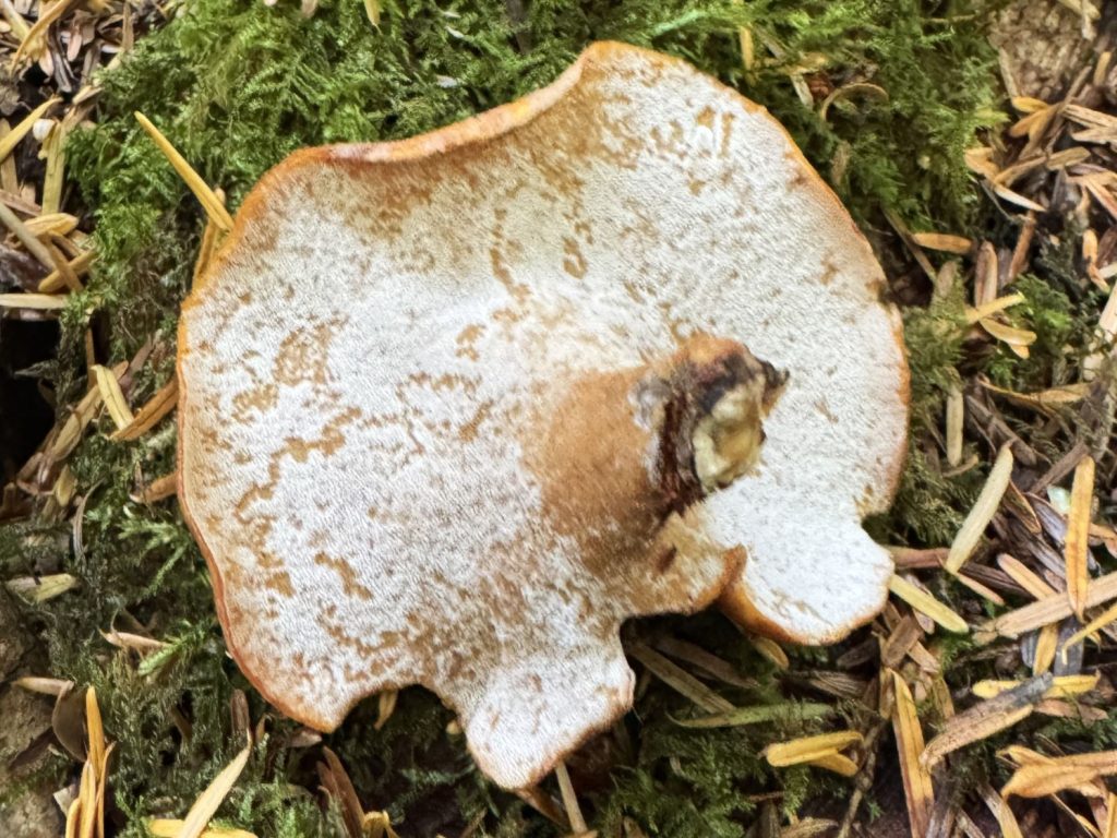 Bay Polypore - Wild Food UK