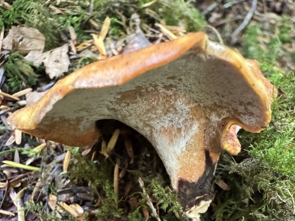 Bay Polypore - Wild Food UK