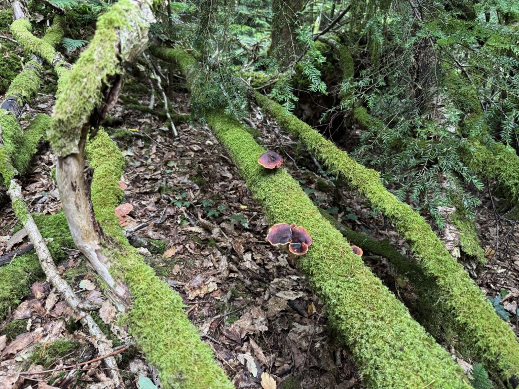 Bay Polypore - Wild Food UK