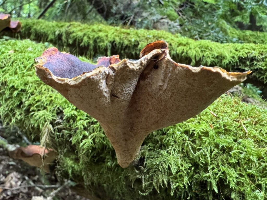 Bay Polypore - Wild Food UK