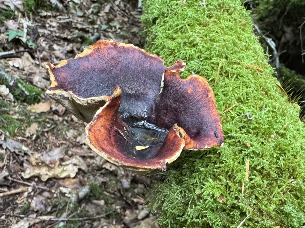 Bay Polypore - Wild Food UK