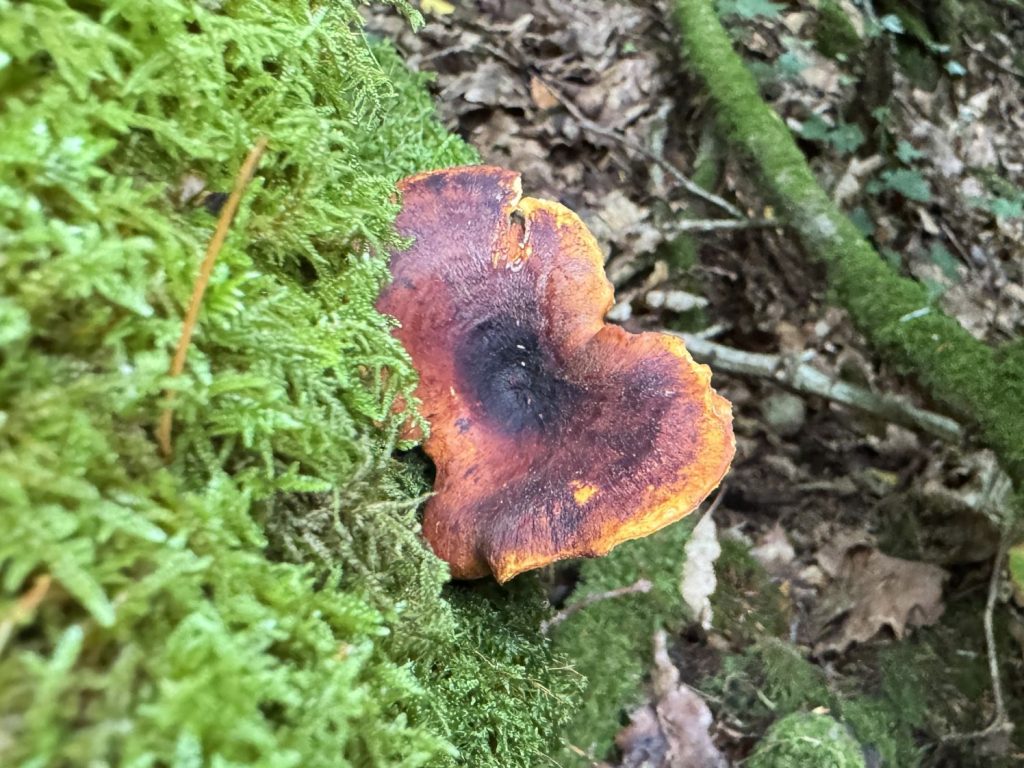 Bay Polypore - Wild Food UK