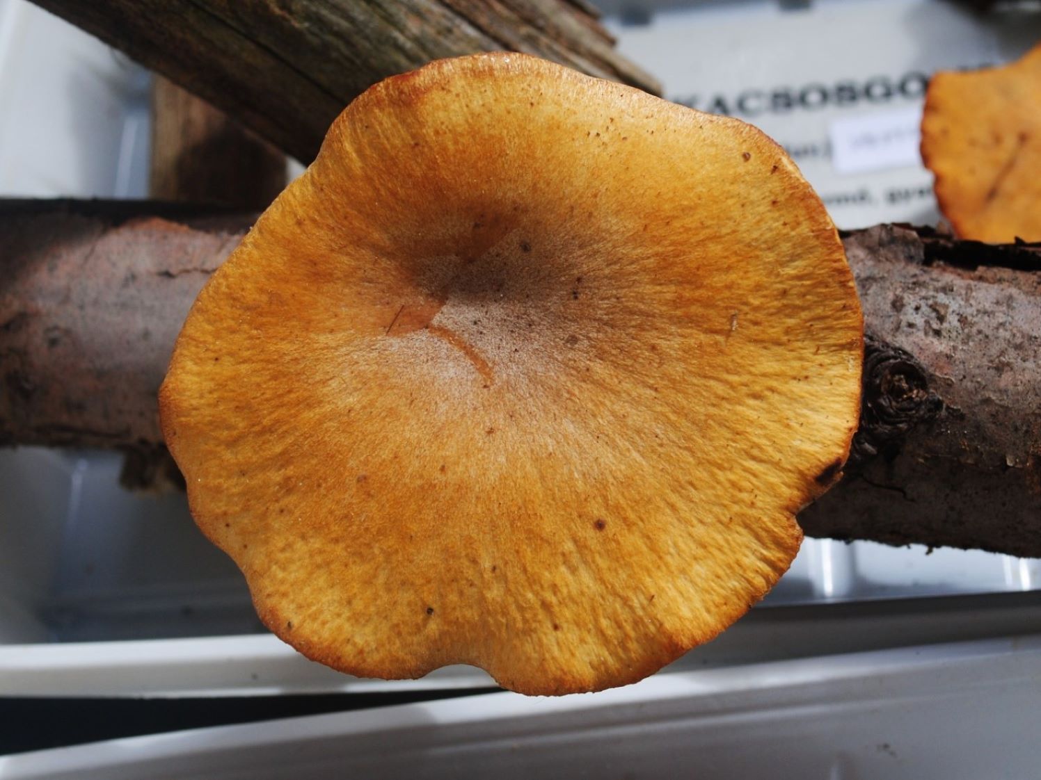 Bay Polypore - Wild Food UK
