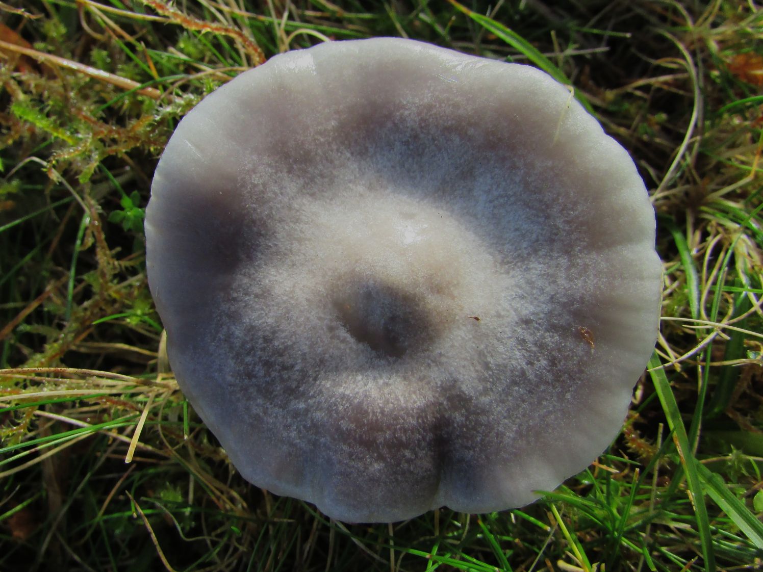 Grey Waxcap - Wild Food UK